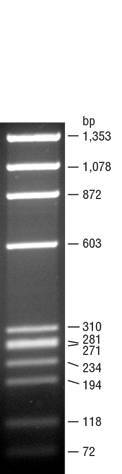 DNA Markers & Ladders | NEB