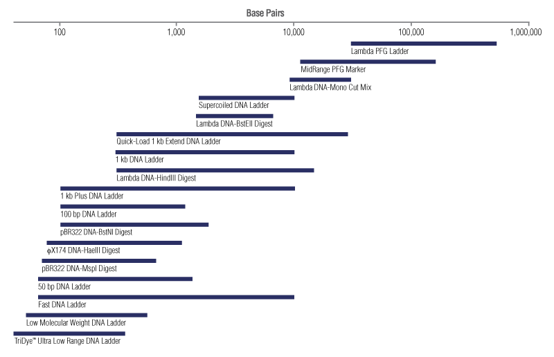 Markers & Ladders | NEB