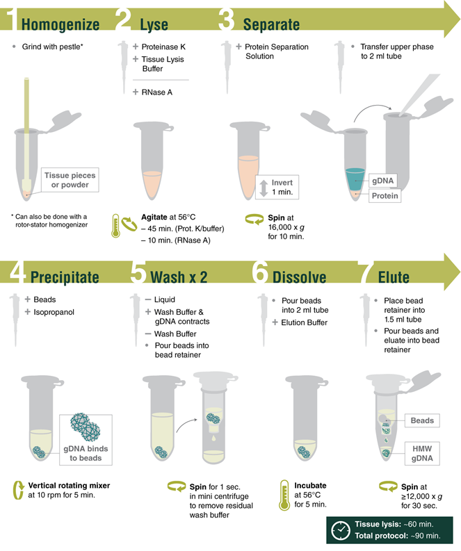 Monarch® Hmw Dna Extraction Kit For Tissue Neb