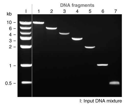 Monarch® Spin DNA Gel Extraction Kit | NEB