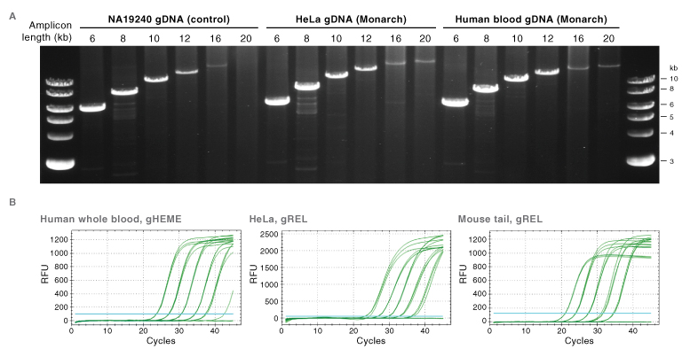 NEB Monarch® Genomic DNA Extraction Kit (T3010) – Kinovett Scientific
