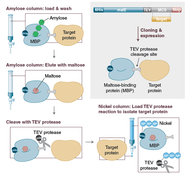 Toxic Protein Expression | NEB