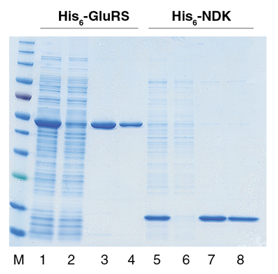 NEBExpress Ni Spin Columns | NEB