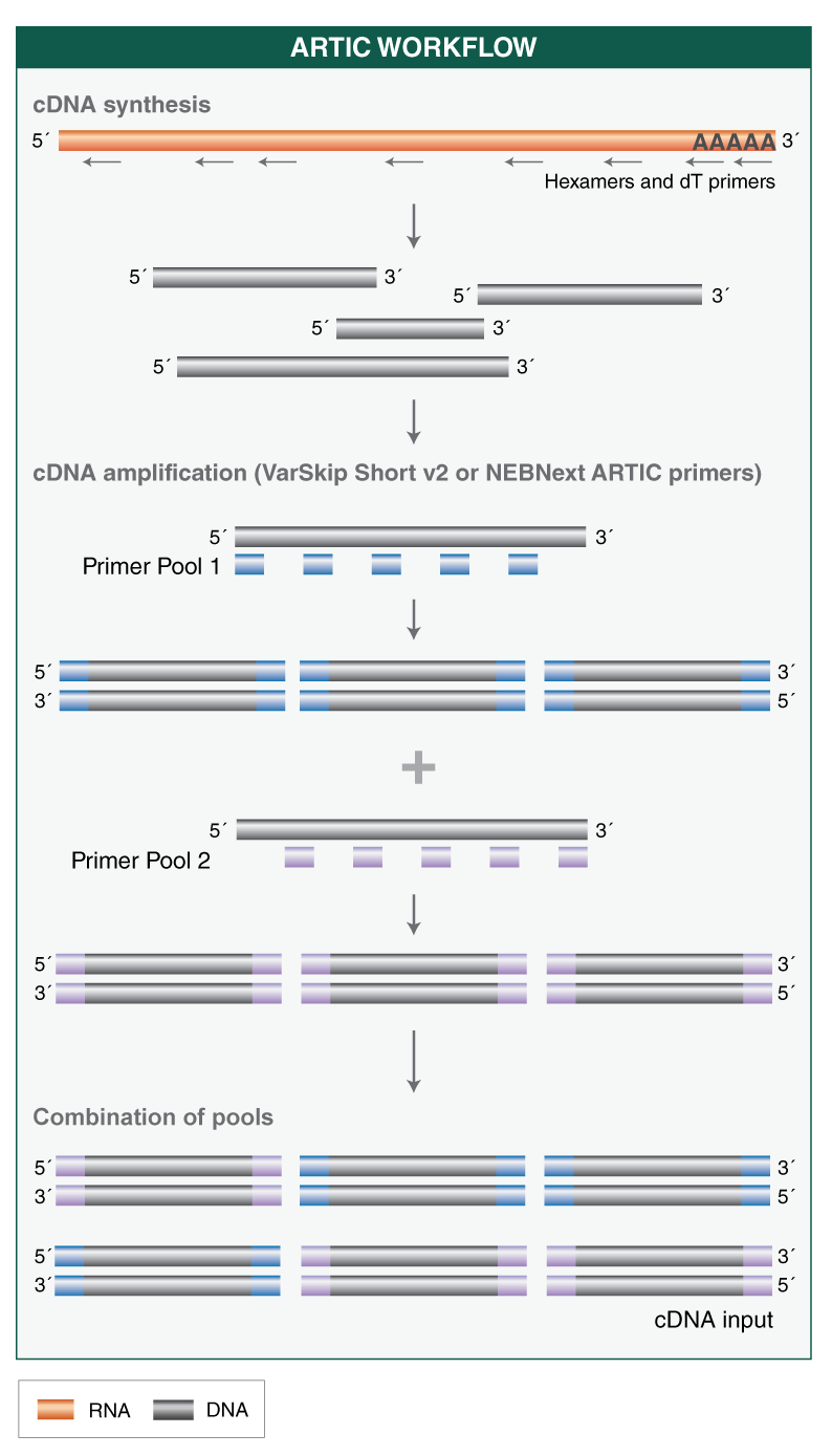 NEBNext® ARTIC SARS-CoV-2 RT-PCR Module | NEB