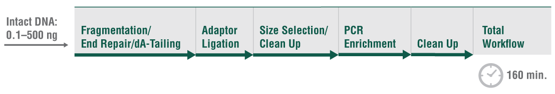 NEBNext® FS DNA Library Prep Kit for MGI® | NEB