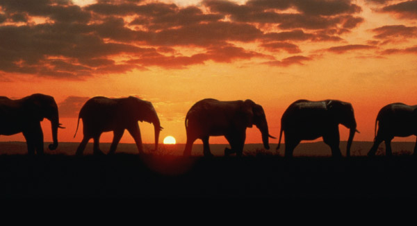 NEBuilder® HiFi DNA Assembly – Benefits Over GeneArt Gibson Assembly ...