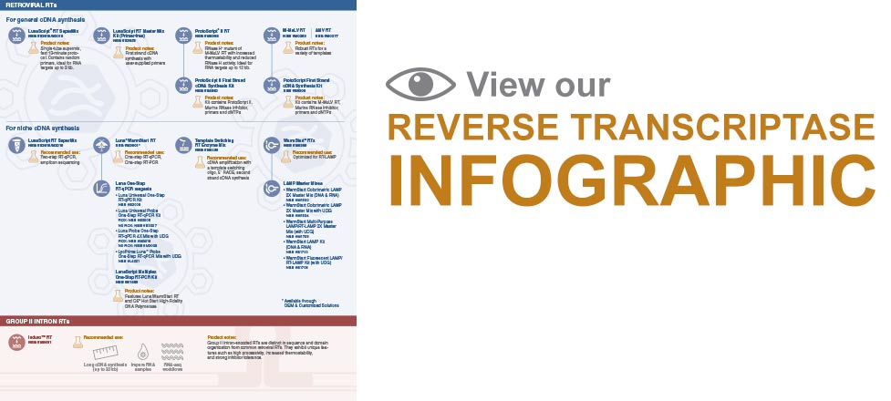 invitrogen cdna synthesis protocol