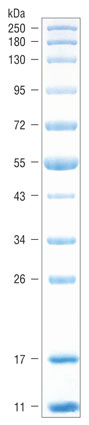 Blue Prestained Protein Standard, Broad Range (11–250 kDa) | NEB