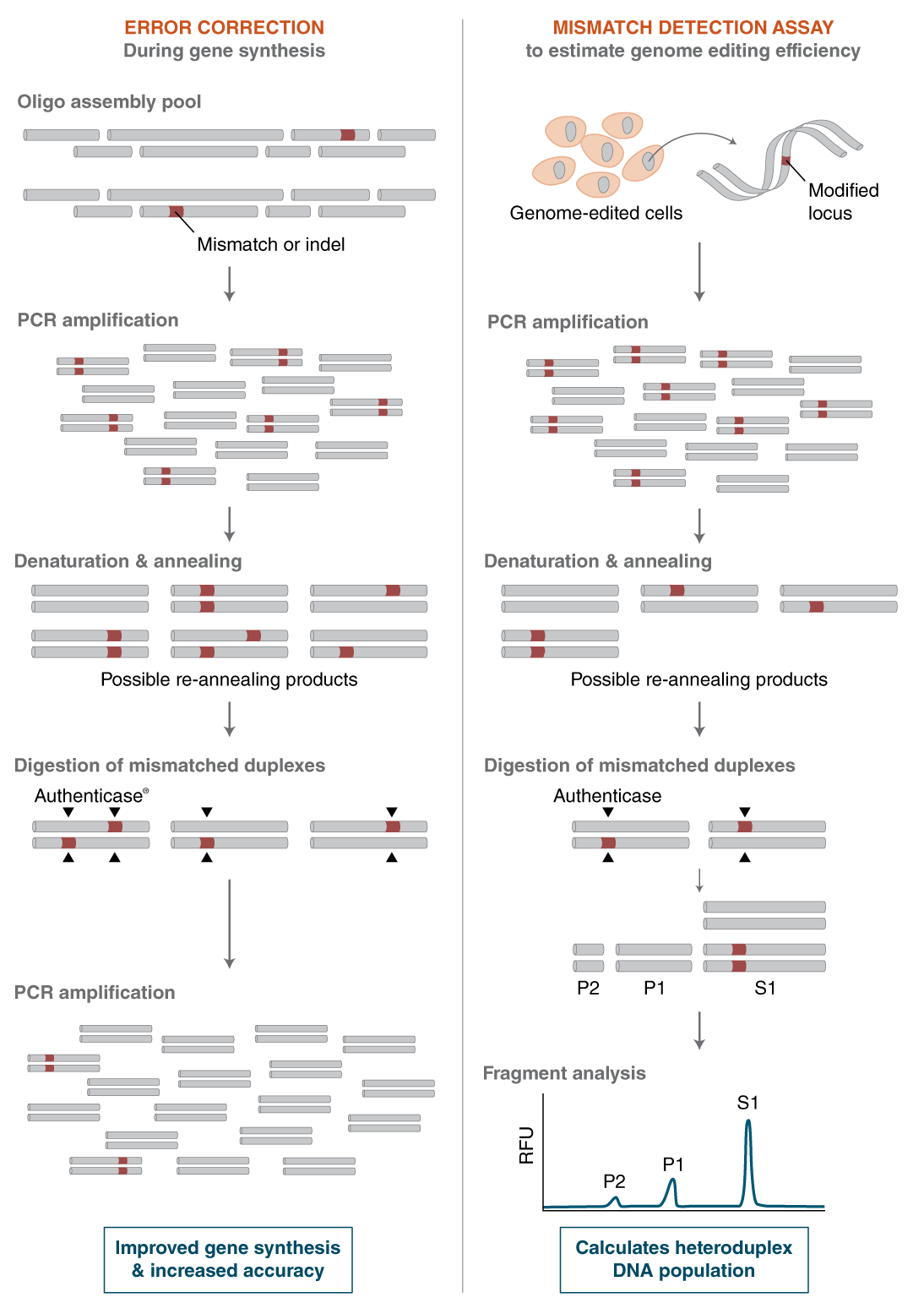 Authenticase® | NEB