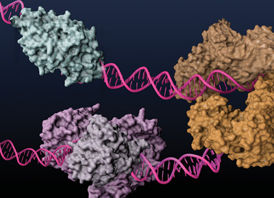 Restriction Endonucleases: Molecular Cloning and Beyond | NEB