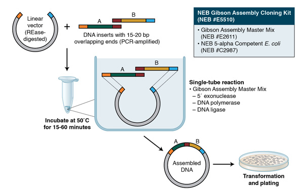 Restriction Endonucleases: Molecular Cloning and Beyond | NEB