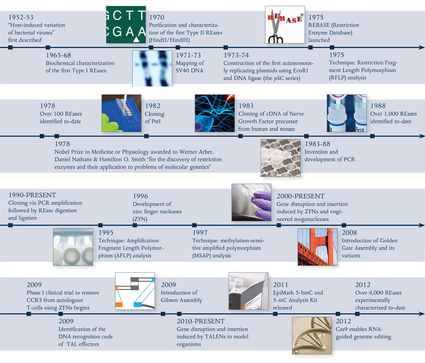 restriction endonuclease
