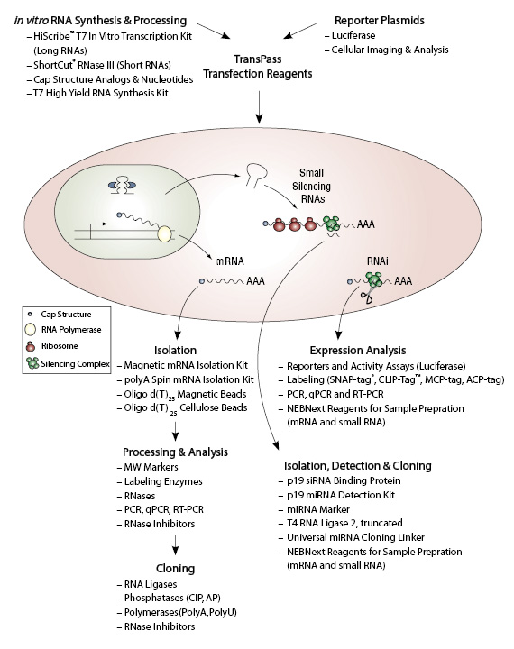 Label The Image Of Rna Polymerase