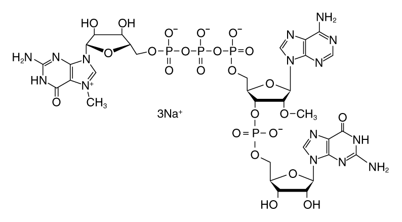 HiScribe® T7 mRNA Kit with CleanCap® Reagent AG | NEB