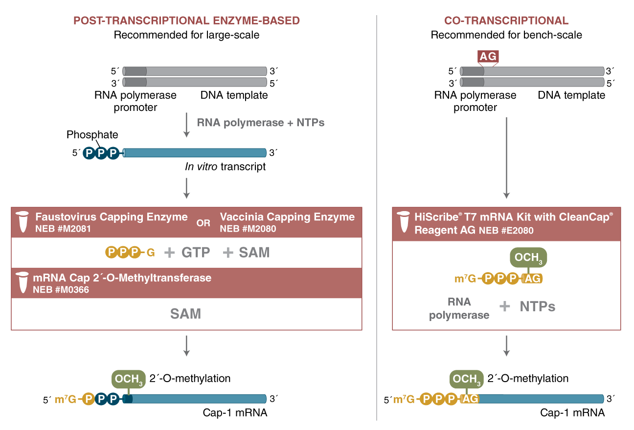 RNA Capping | NEB