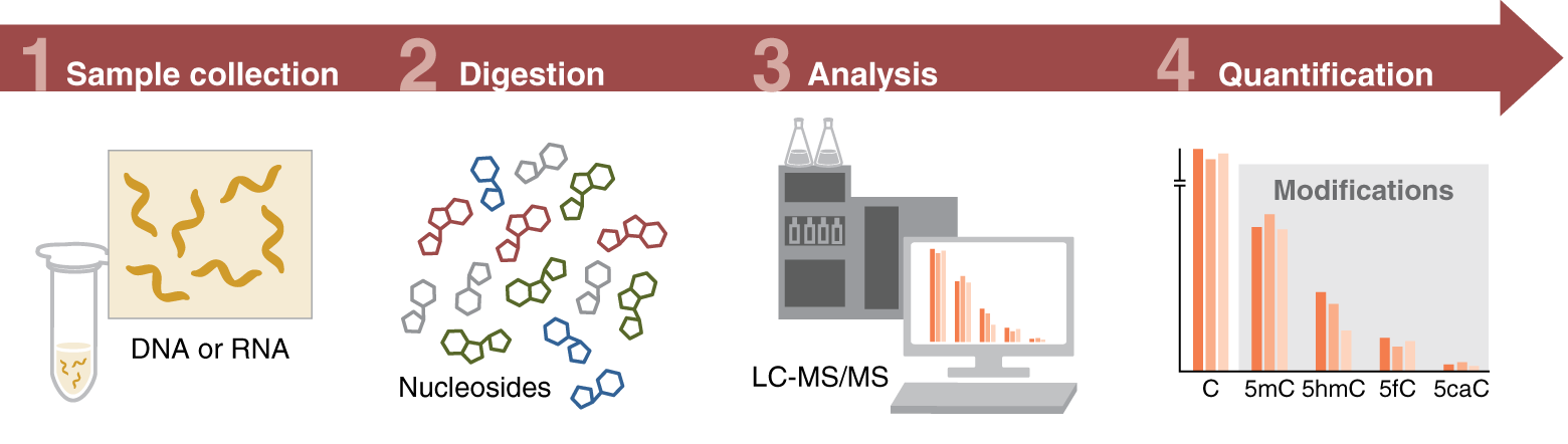 Rna Modification Neb