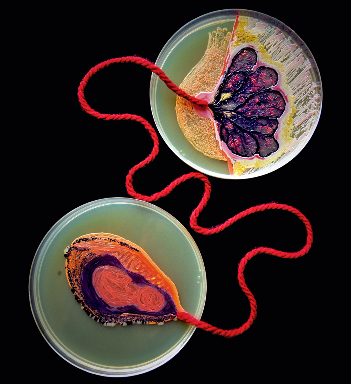 Bacterial art | NEB