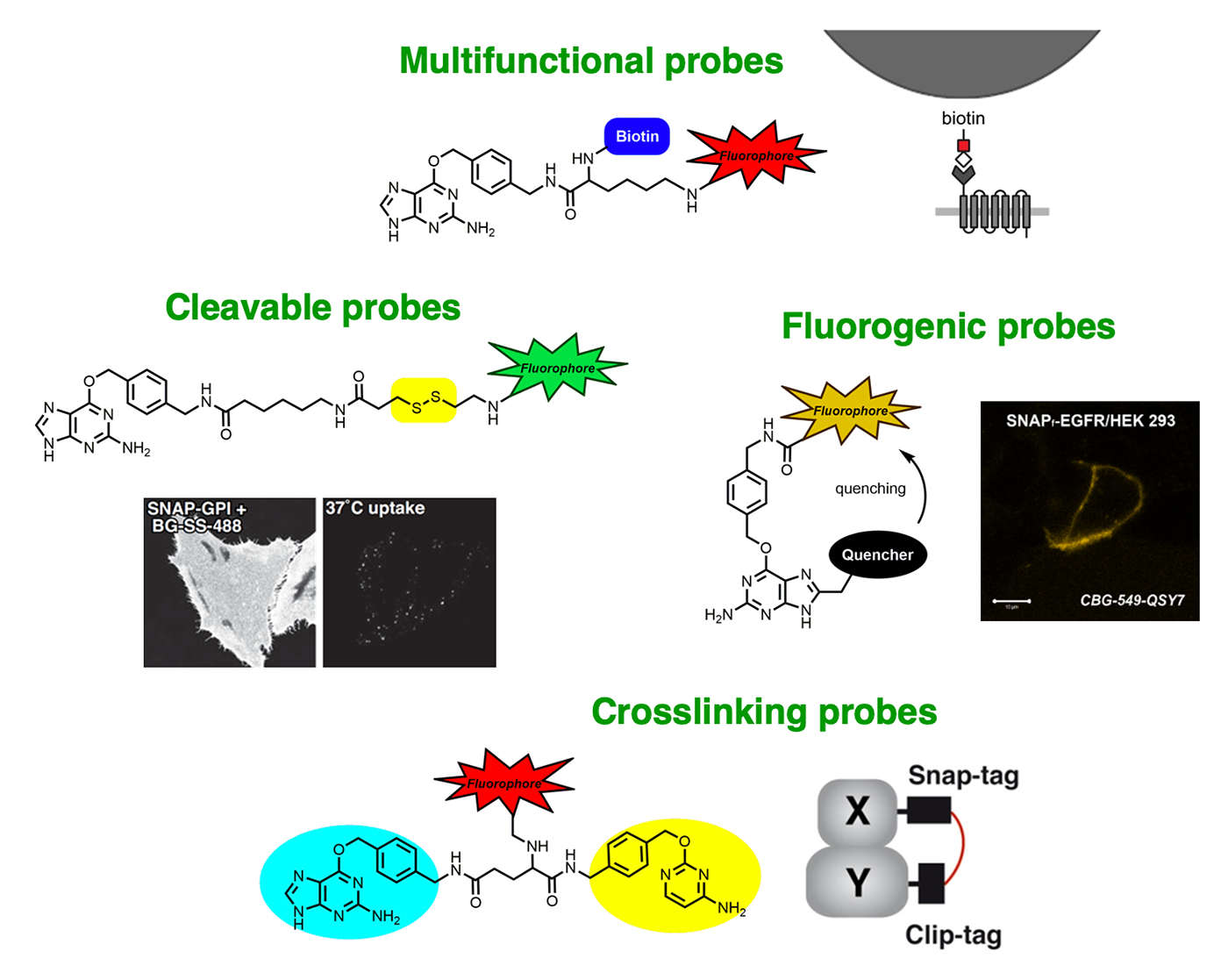 Labeling probes for biochemical and imaging applications | NEB