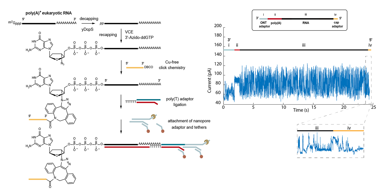 Chemical approaches to RNA enrichment and sequencing | NEB
