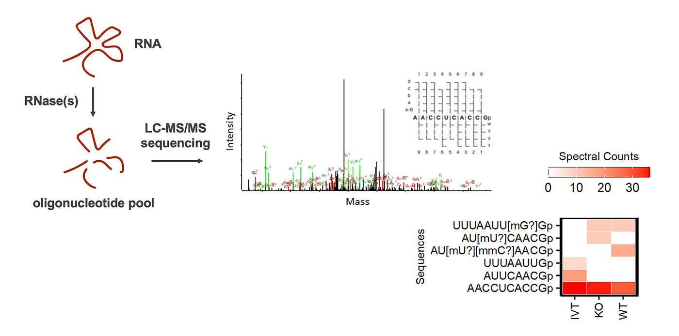 RNA sequencing and modification mapping by mass spectrometry | NEB