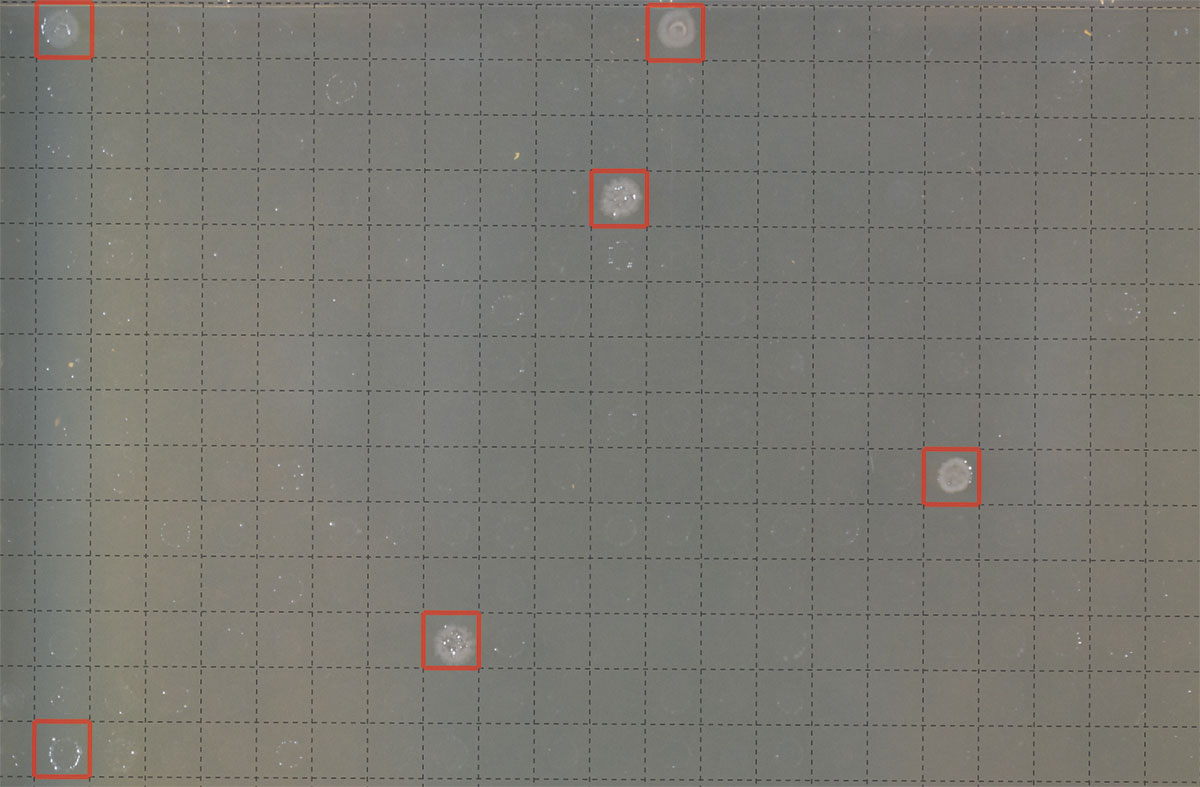 Functional metagenomic screening for novel antiphage defense systems | NEB
