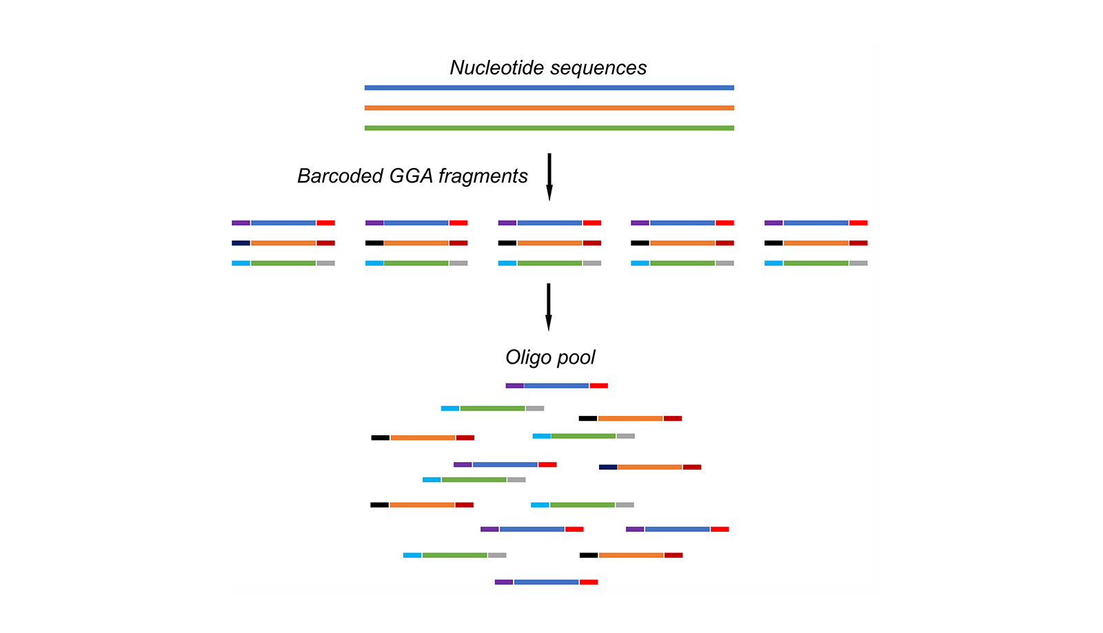 Developing computational tools to enable synthetic biology research | NEB