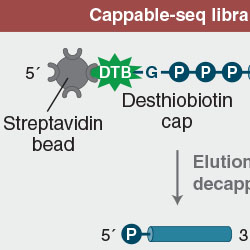 Schildkraut Lab | NEB