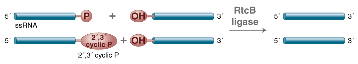 RtcB Ligase | NEB