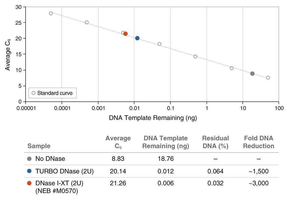 DNase I-XT | NEB