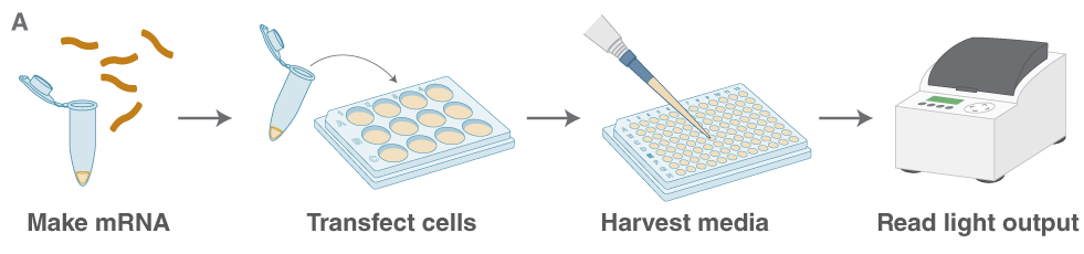 Minding your caps and Poly A tails – Strategies for synthesizing in vitro transcribed (IVT) mRNA ...