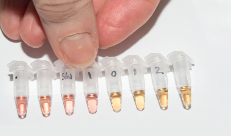Colorimetric LAMP has been successfully performed in space! | NEB
