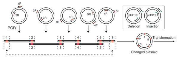 How Gibson Assembly® is Changing Synthetic Biology | NEB