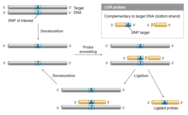 Substrate specificity and mismatch discrimination in DNA ligases | NEB