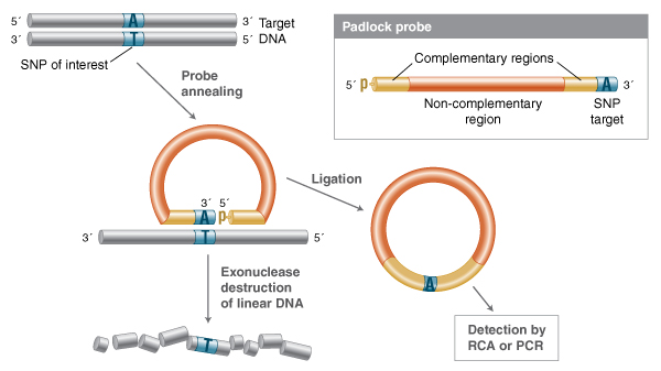 Substrate specificity and mismatch discrimination in DNA ligases | NEB