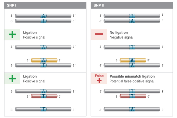 Cohesive Ligation