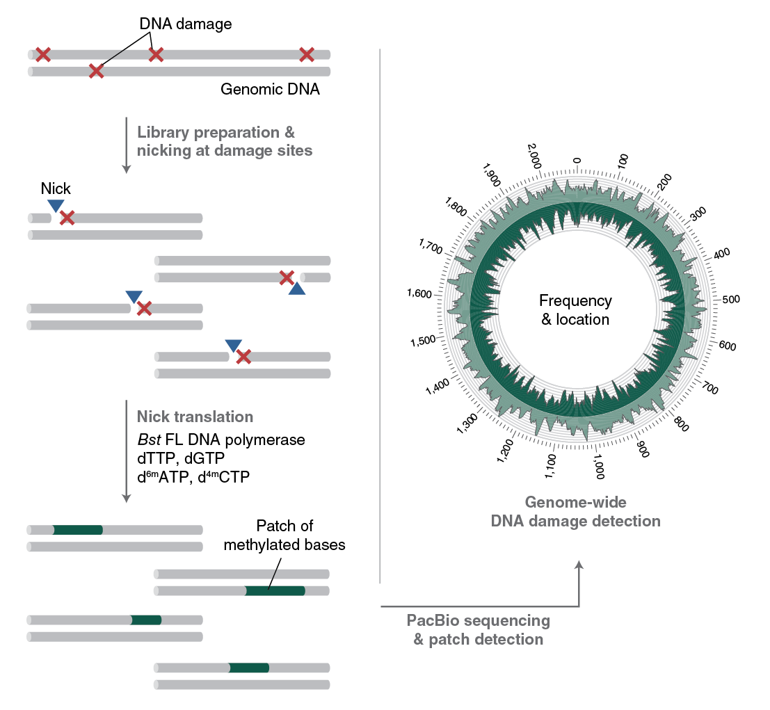Advances in next generation sequencing: How researchers at NEB are ...