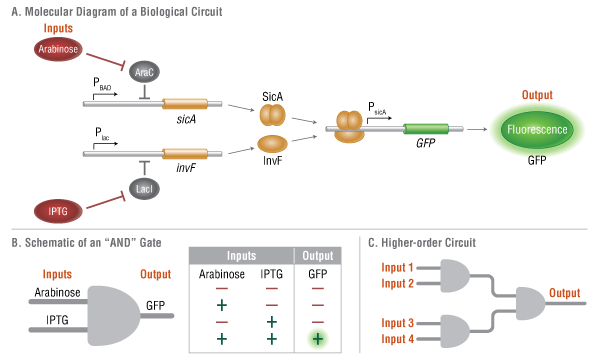 Programming Life: Inquiry & Engineering Through Synthetic Biology | NEB