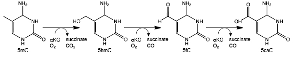 Enzymatic Methyl-seq: The Next Generation of Methylome Analysis | NEB