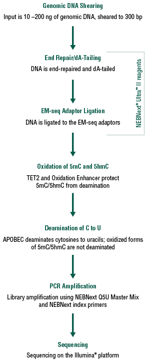 Enzymatic Methyl-seq: The Next Generation of Methylome Analysis | NEB