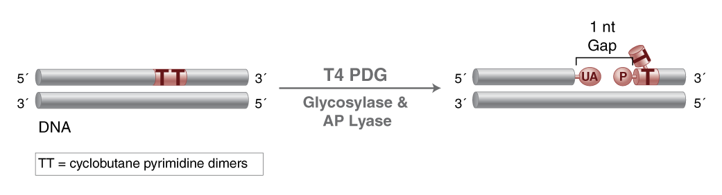 Activities Of Dna Repair Enzymes And Structure Specific Endonucleases Neb