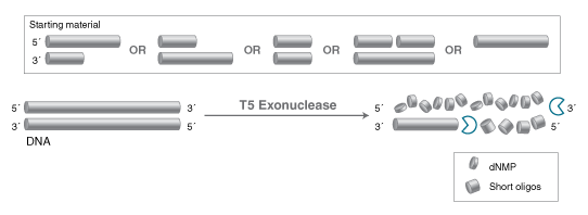 Activities of Exonucleases and Non-specific Endonucleases | NEB