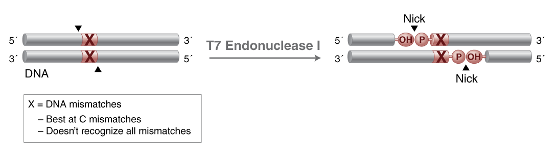 Activities of DNA Repair Enzymes and Structure-specific Endonucleases | NEB