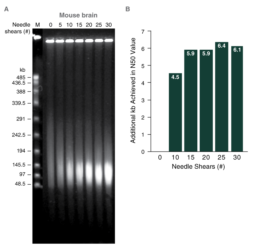 Homogenization of High Molecular Weight DNA (HMW DNA) Samples After ...