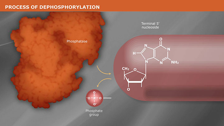 Cloning & Synthetic Biology | NEB