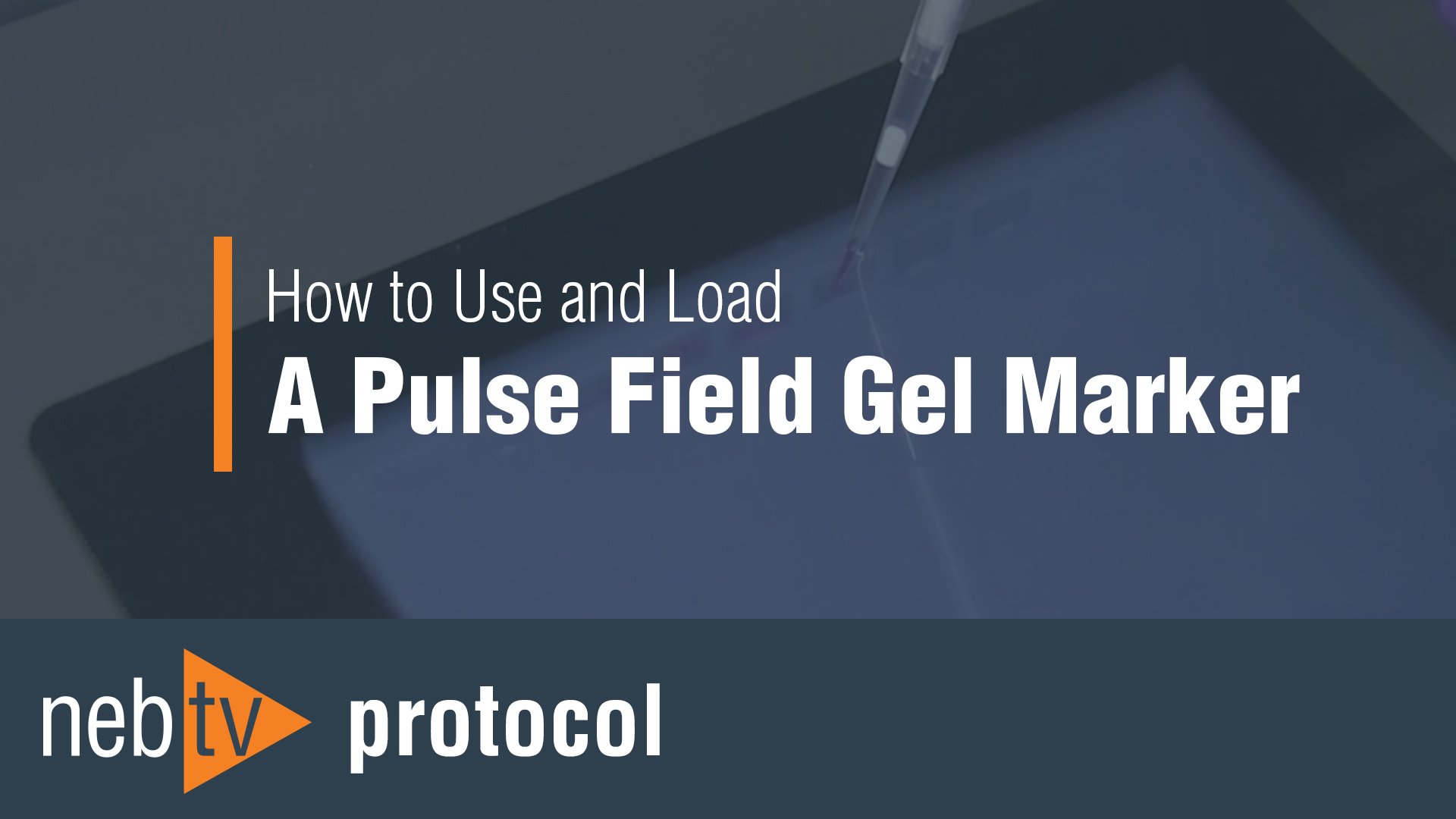 How to Prepare and Load a Standard DNA Ladder | NEB