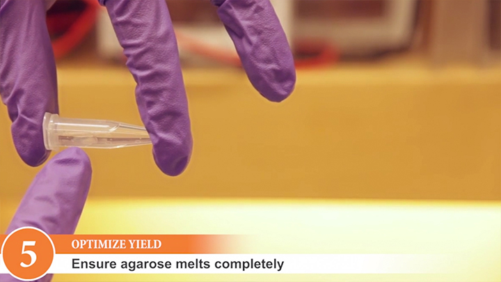 Monarch® DNA Gel Extraction Kit | NEB