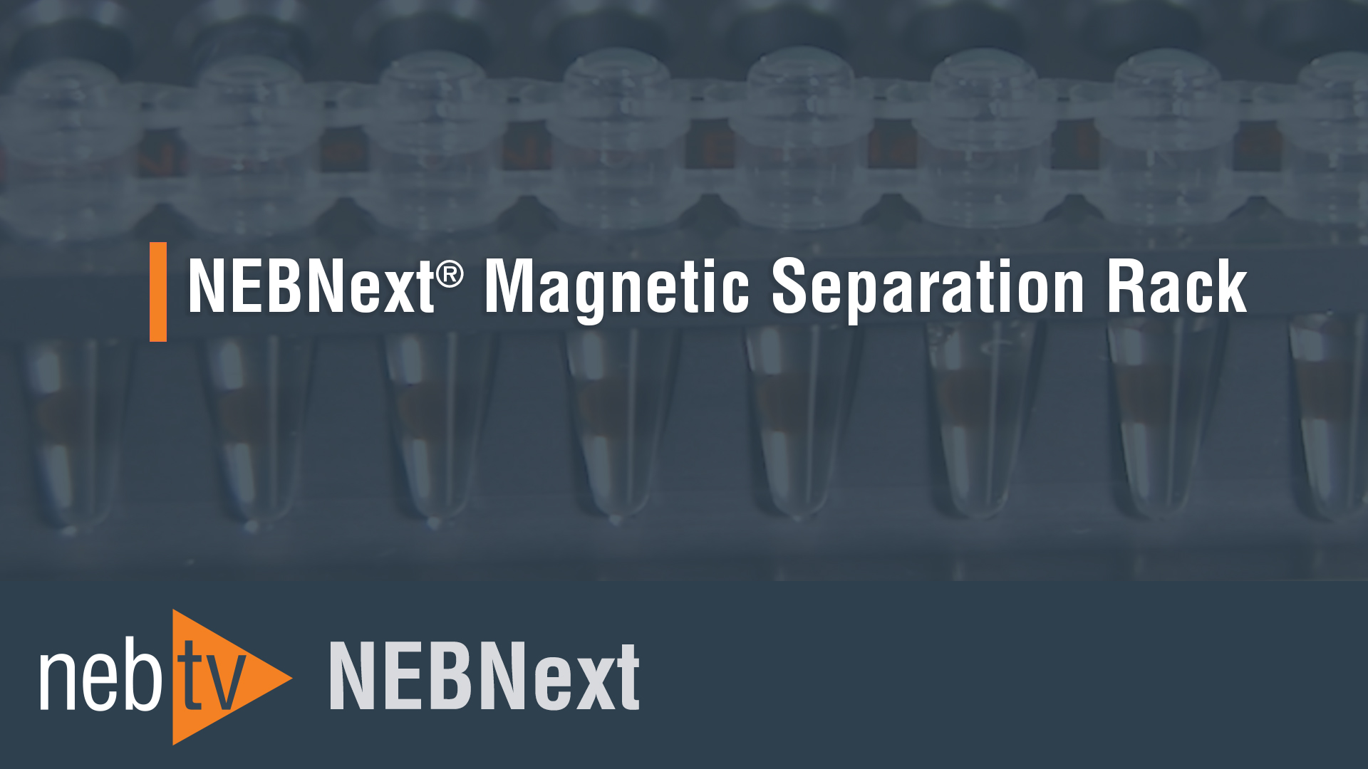 NEBNext® Magnetic Separation Rack | NEB