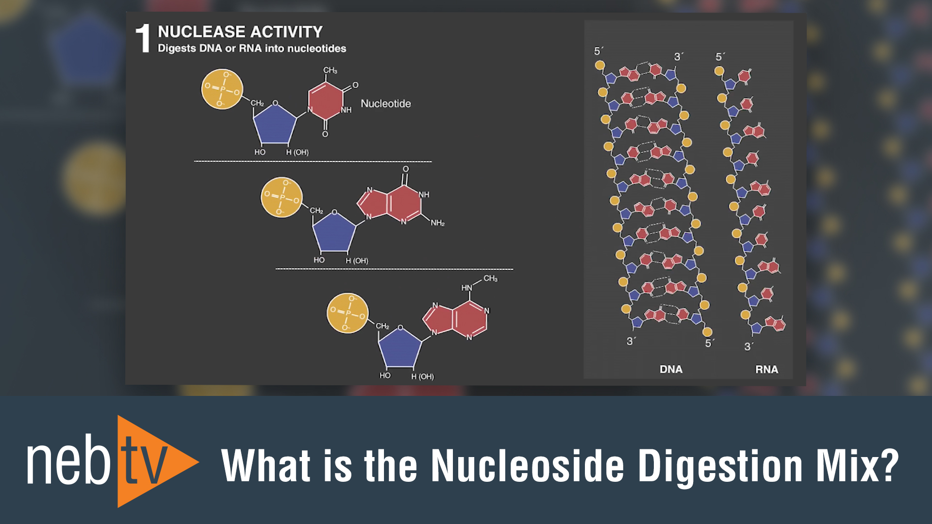 Nucleoside Digestion Mix Protocol | NEB