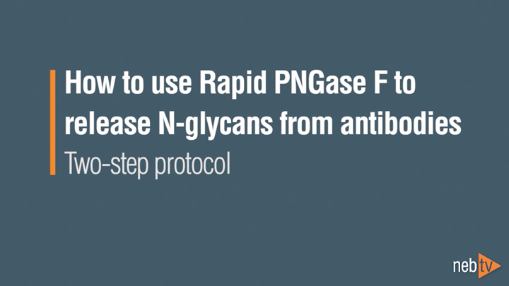 Rapid PNGase F | NEB