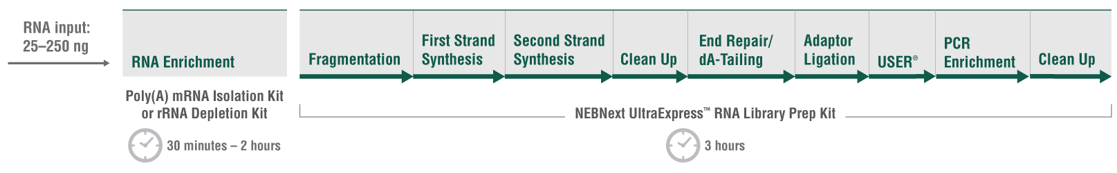 RNA Library Prep for Illumina | NEB
